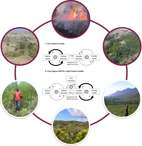 ‘High-impact’ invaders merit priority treatment – Centre for Invasion ...