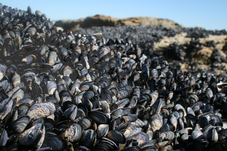 Mediterranean mussel (Mytilus galloprovincialis) – Centre for Invasion ...