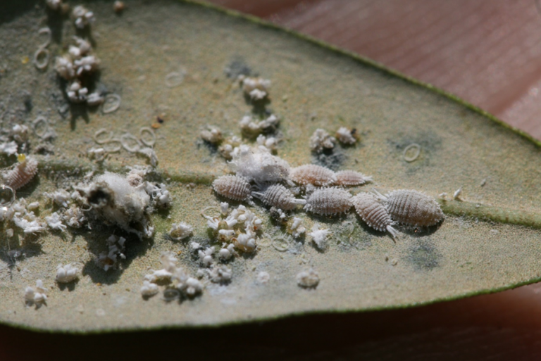 Finding the right enemy to control an invasive mealybug – Centre for ...