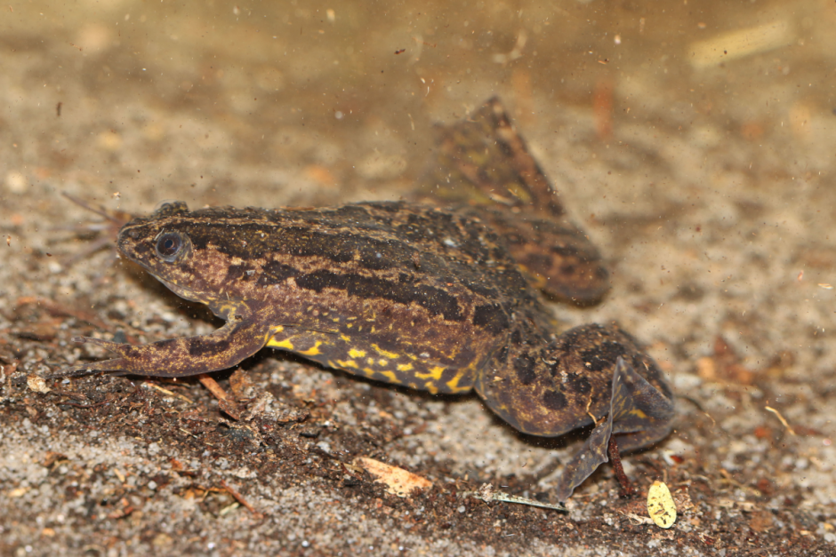 Hybridisation, Competition and Predation (Xenopus species) | Centre for ...