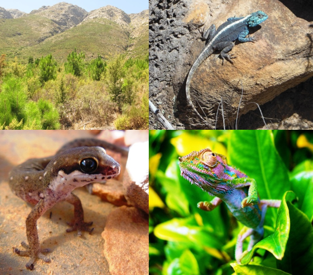 Effects of invasive alien pine trees on lizard communities in fynbos ...
